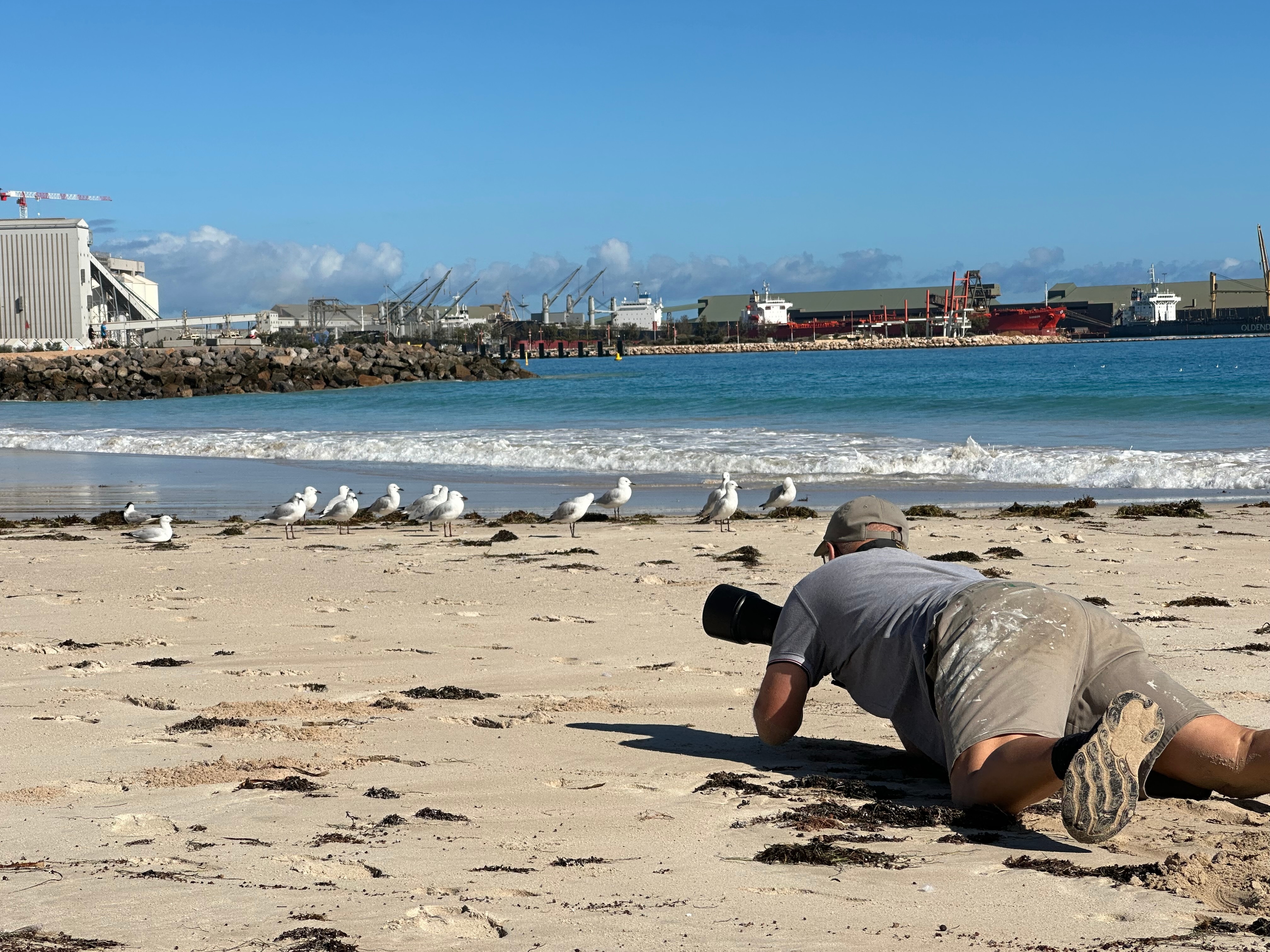 Rare black-headed gull sighting in Geraldton, WA - ABC News