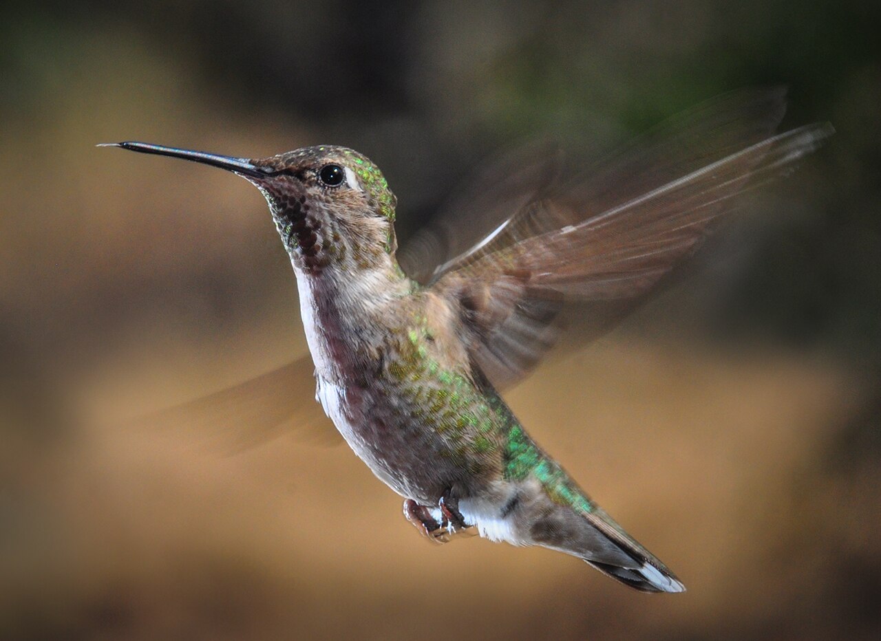 The flight of the hummingbird - ABC listen