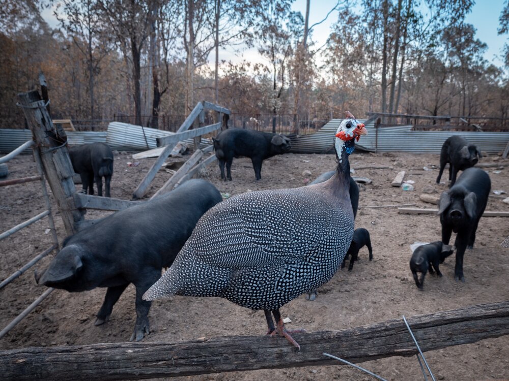 Rappville's young kept cool heads as ferocious bushfires raged through ...