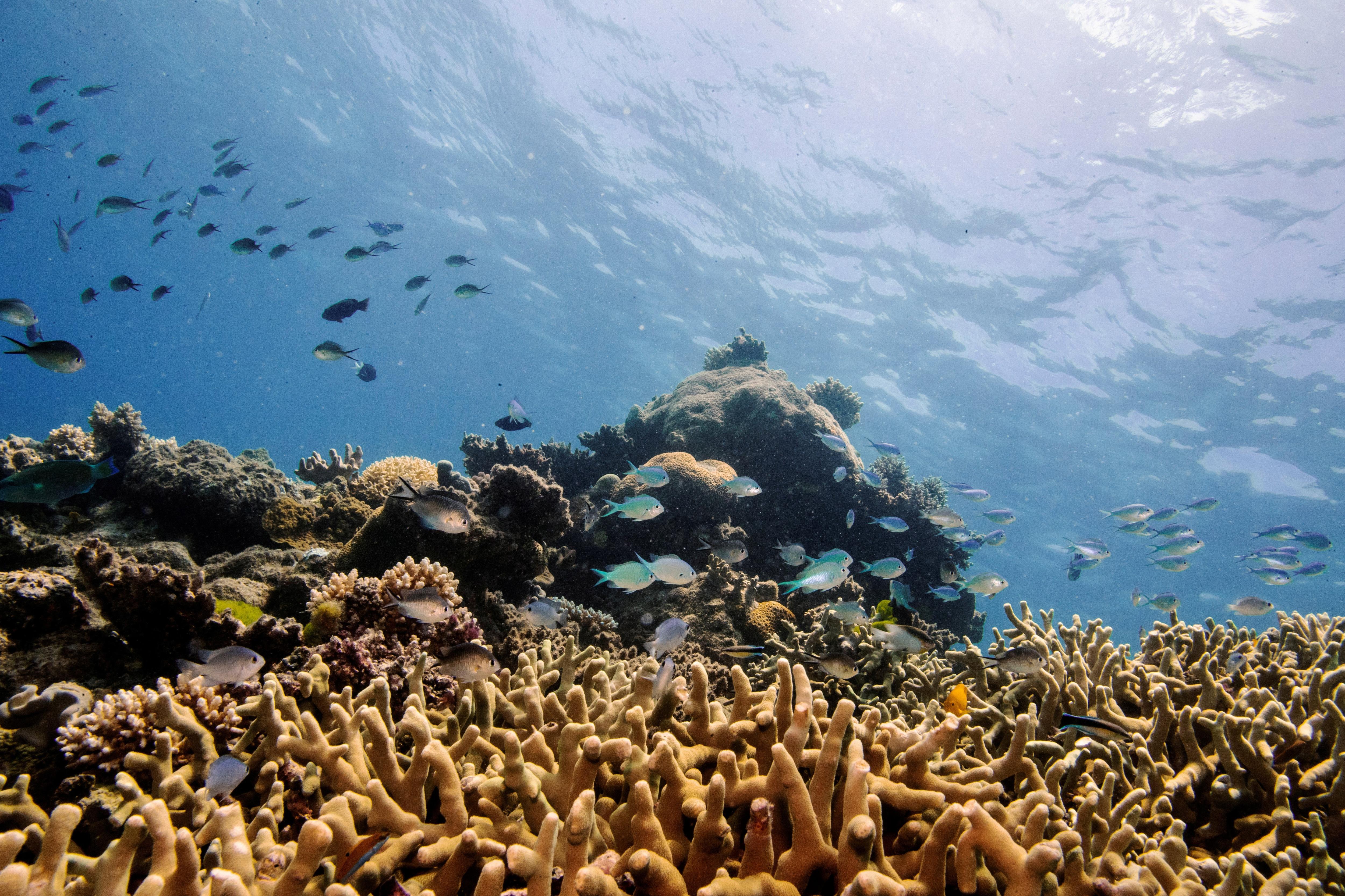 World Heritage Committee keeps Great Barrier Reef off UNESCO list of ...