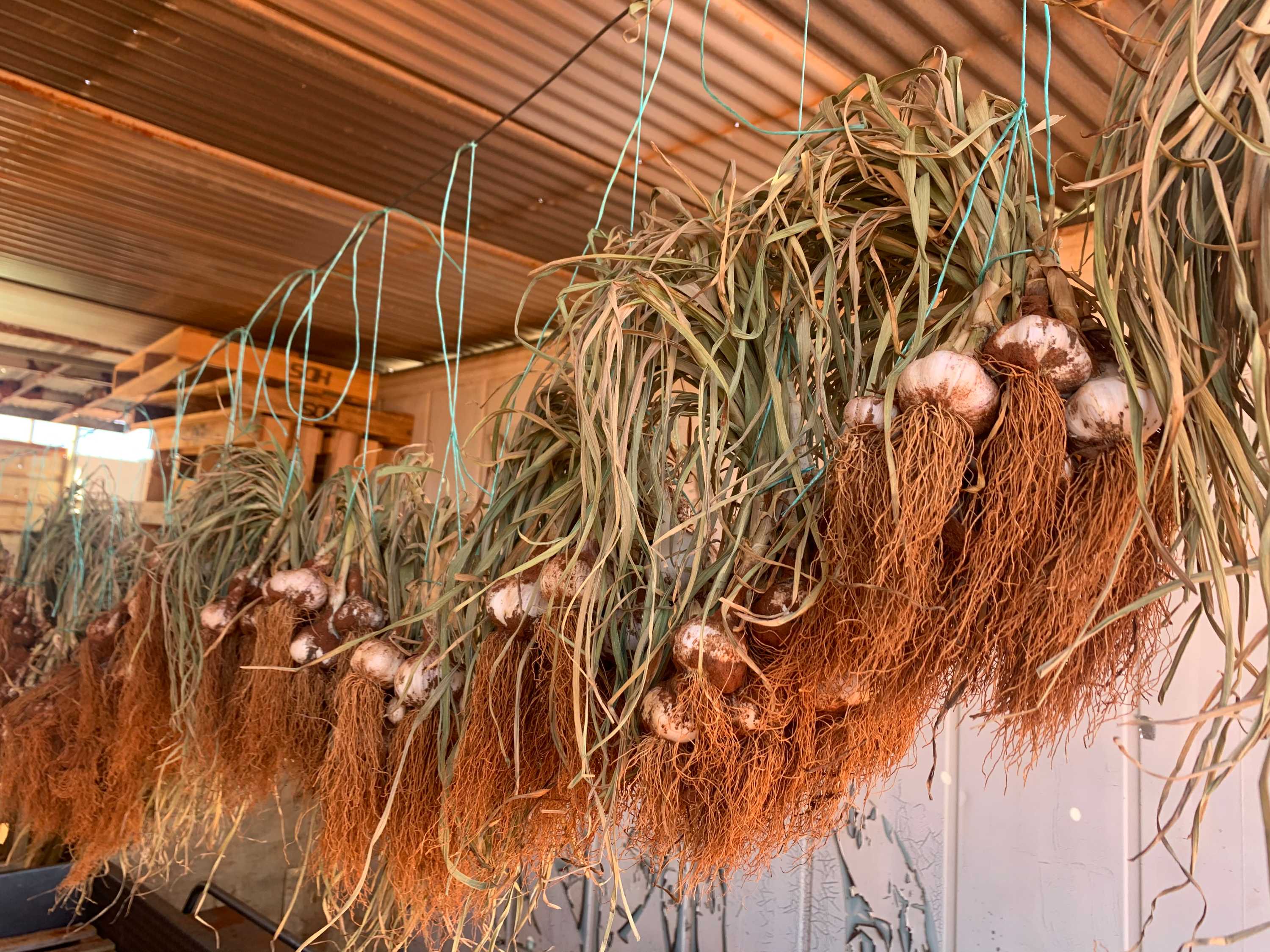 Garlic trials in Ali Curung's red, loamy outback soil find fast-growing ...