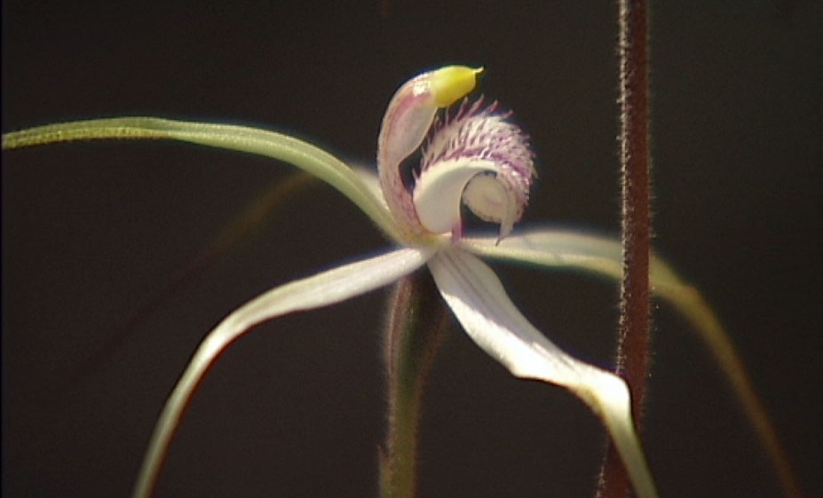 Melbourne scientists battle to save rare Caladenia spider orchid from ...