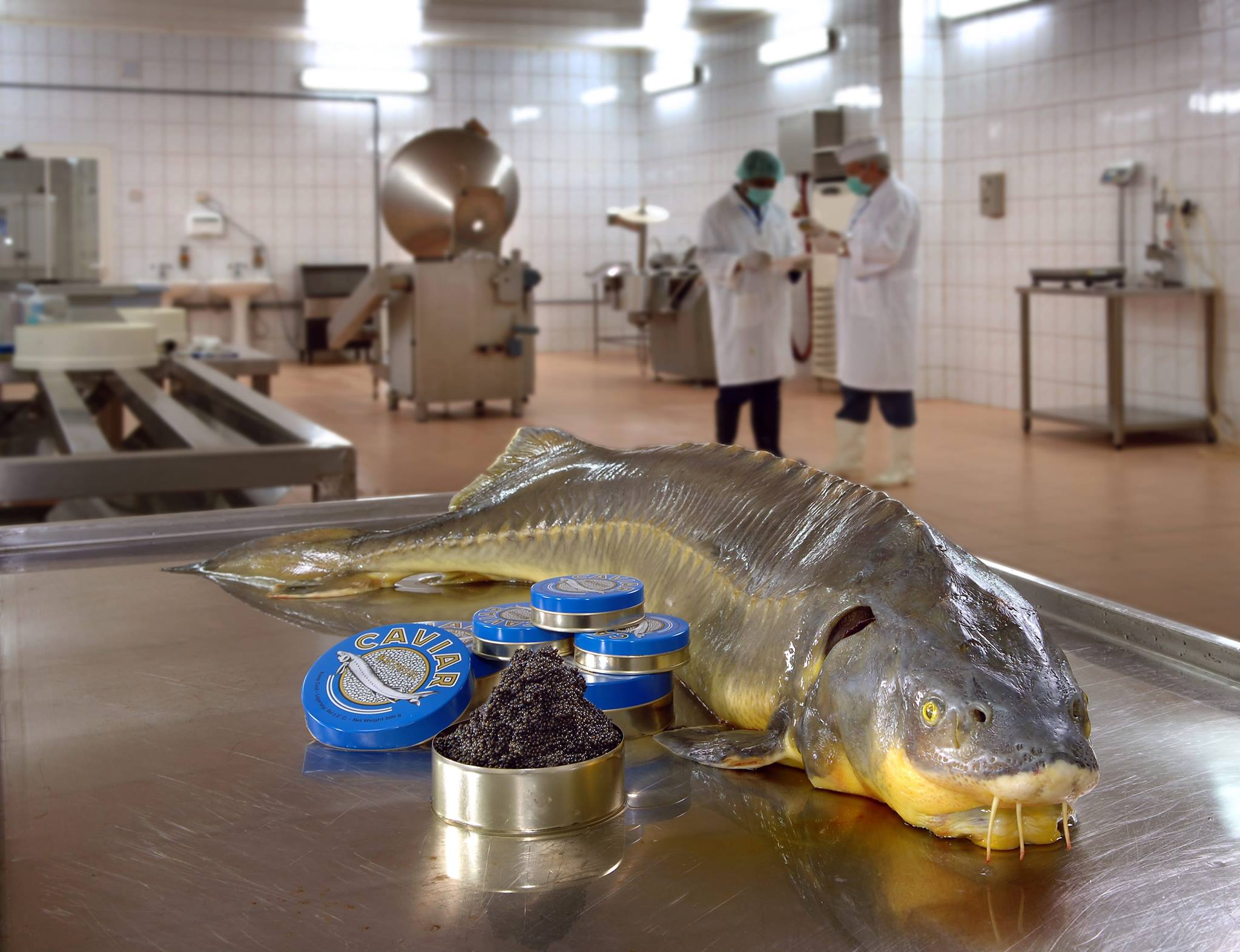 Caviar Fish Farming