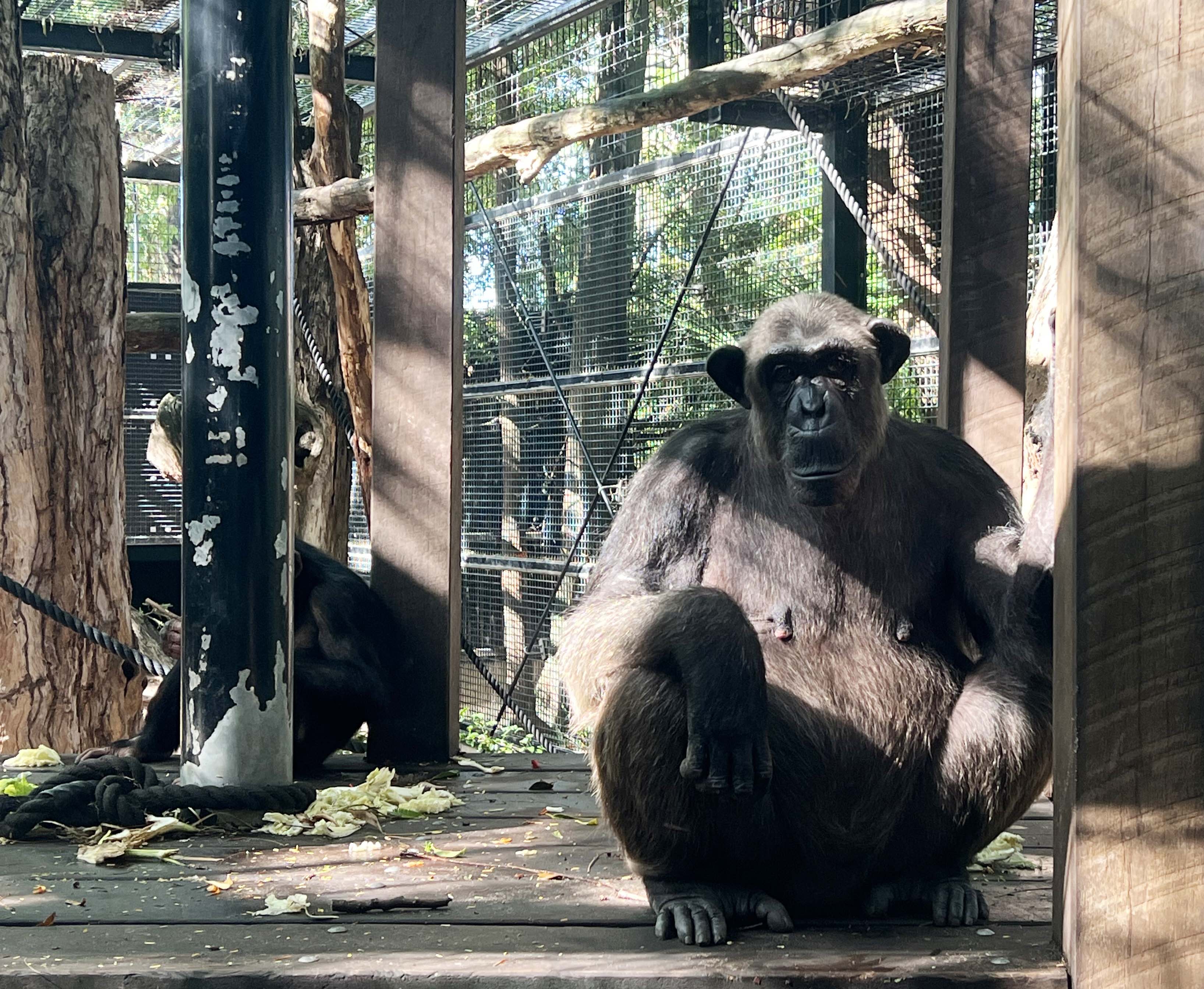 New chimp from Sydney settles into Rockhampton Zoo - ABC News