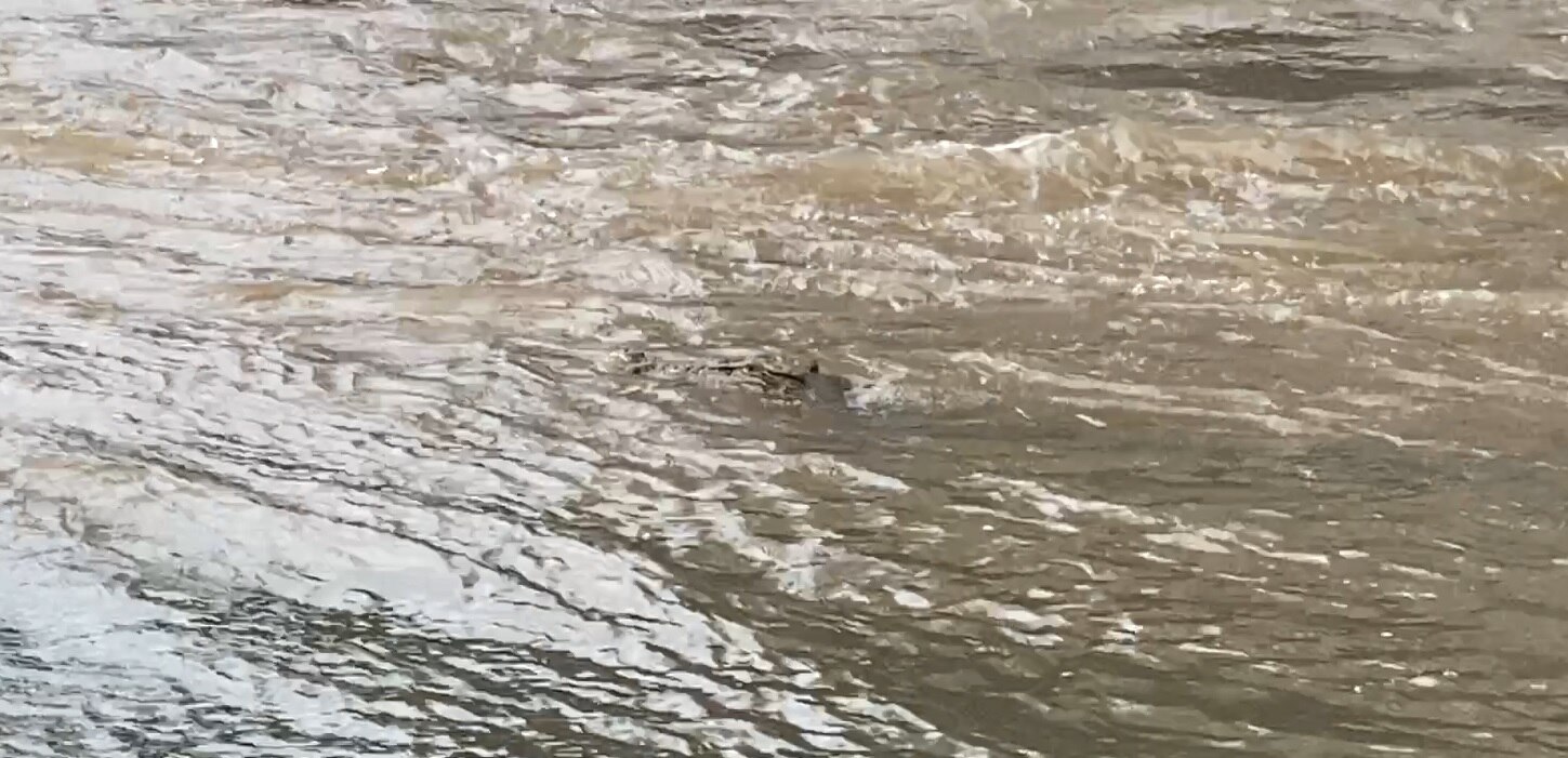 Crocodile in floodwaters - ABC News