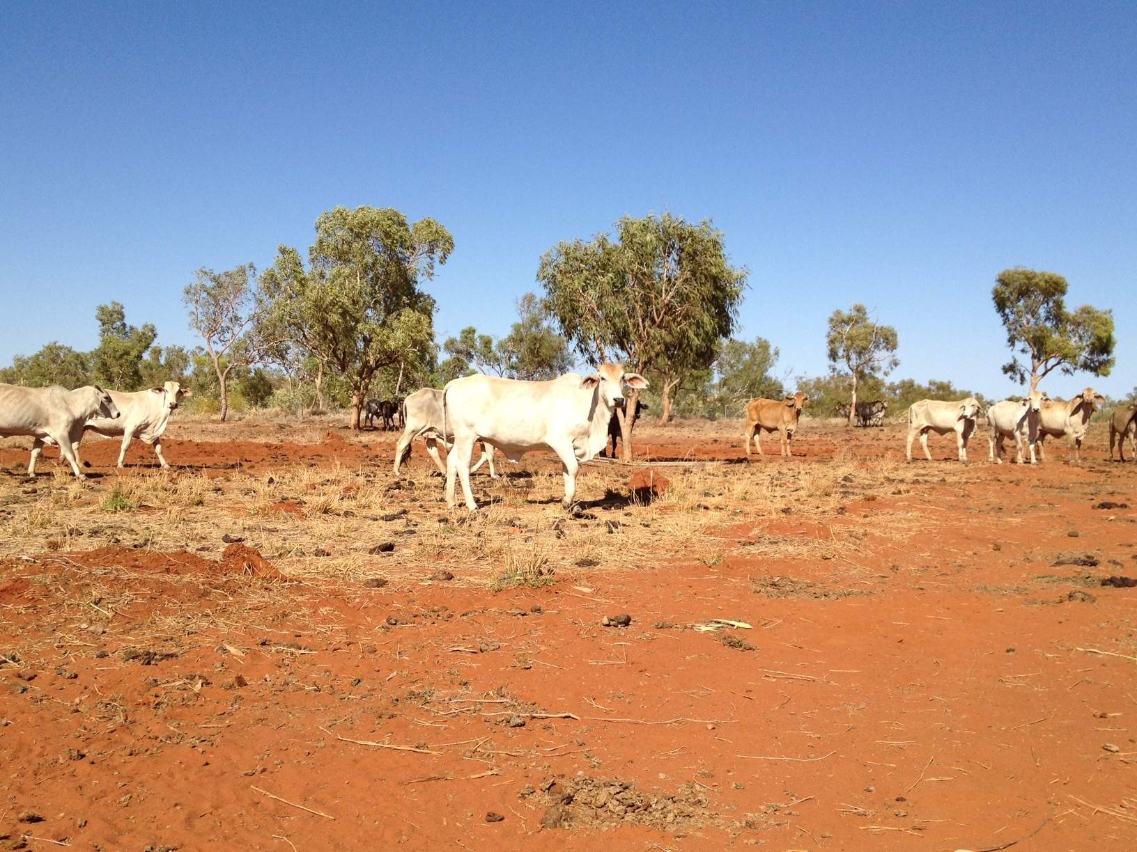 Gene test to improve polled cattle selection - ABC News