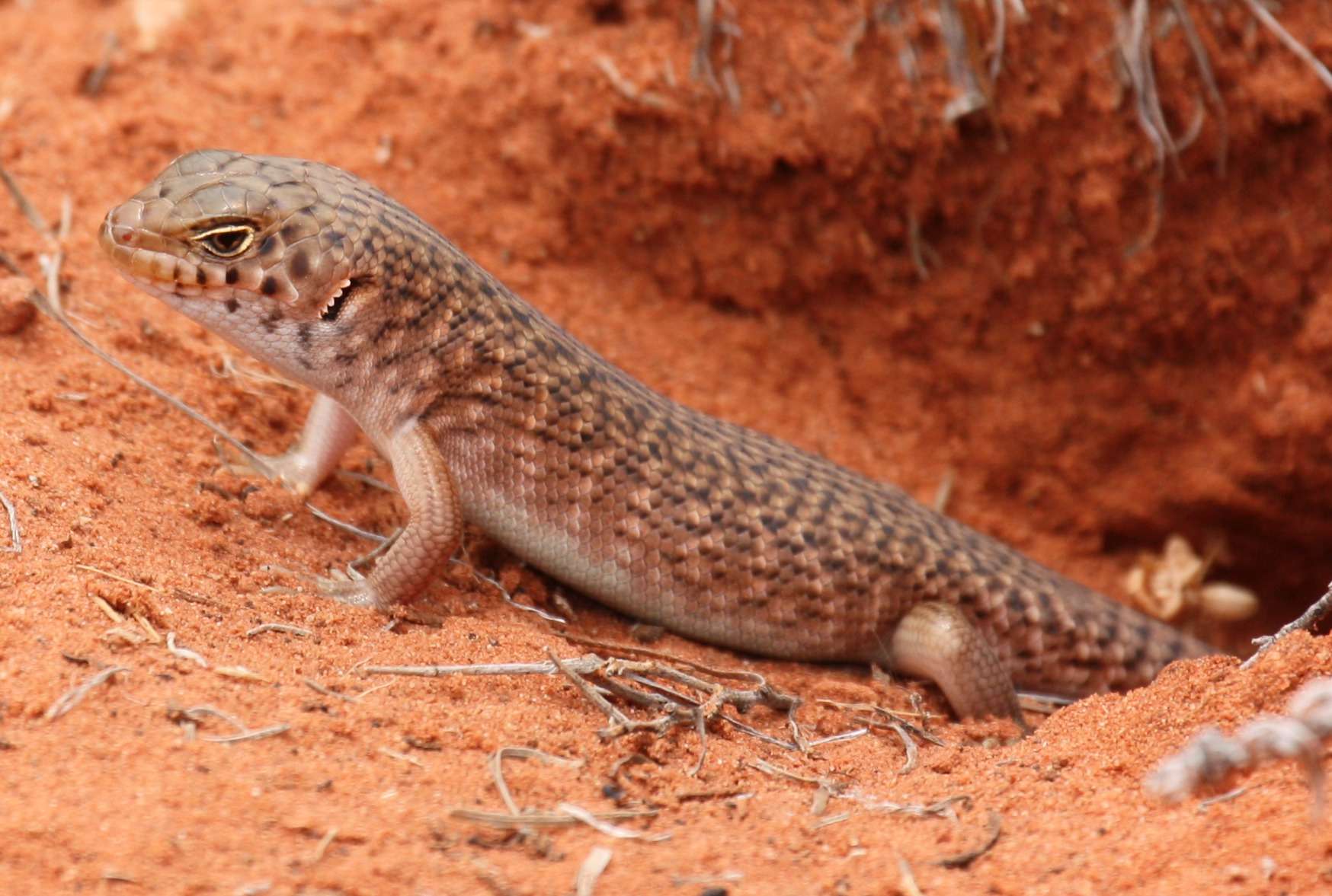 Slater's skink makes remarkable comeback after species thought extinct ...