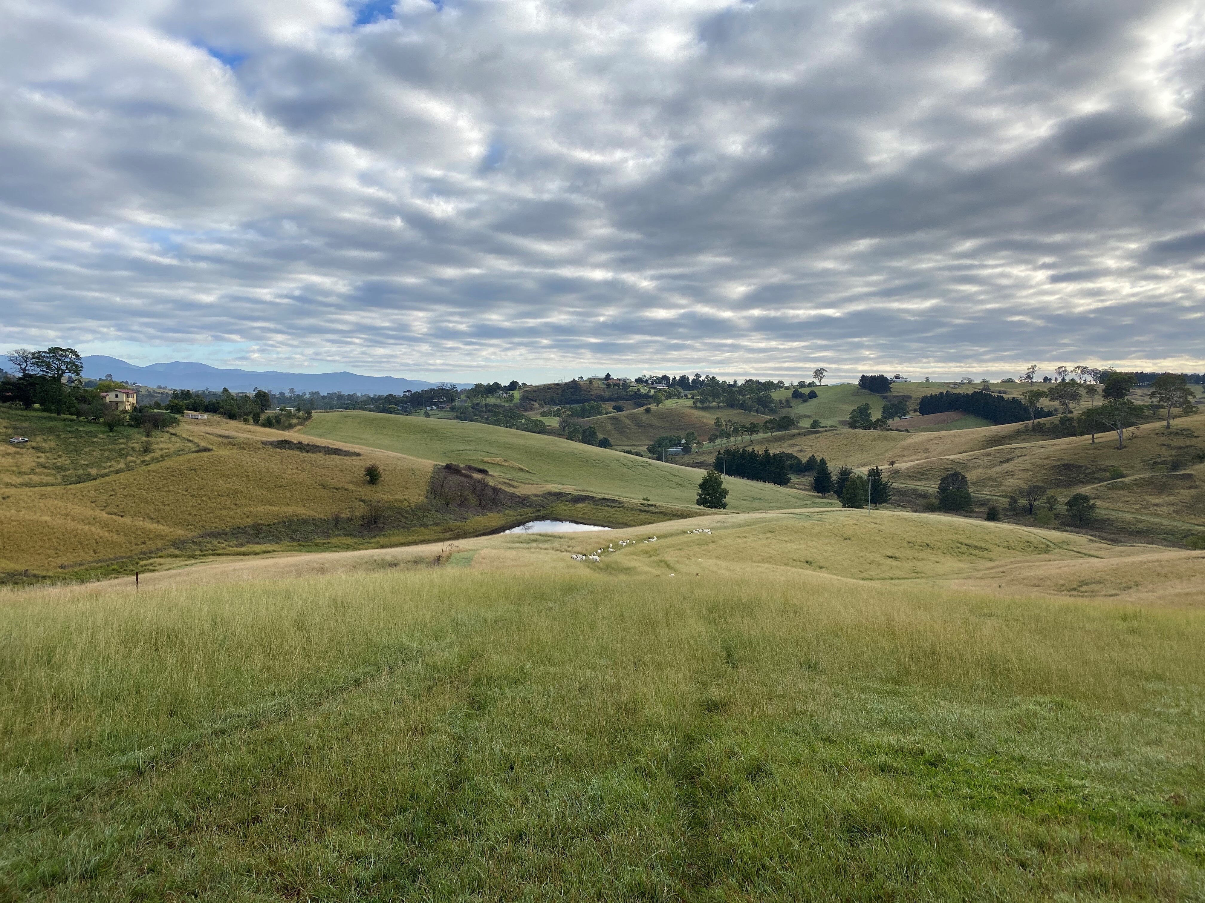Three new coronavirus cases detected in South East NSW, breaking 11-day ...