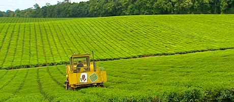 Survey points to strong farm sector - ABC News