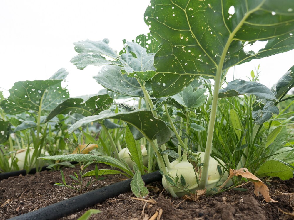 Aldinga small-scale market garden celebrates first year of organic ...