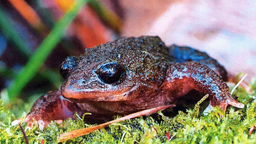 Endangered white-bellied frogs released in WA's South West - ABC News