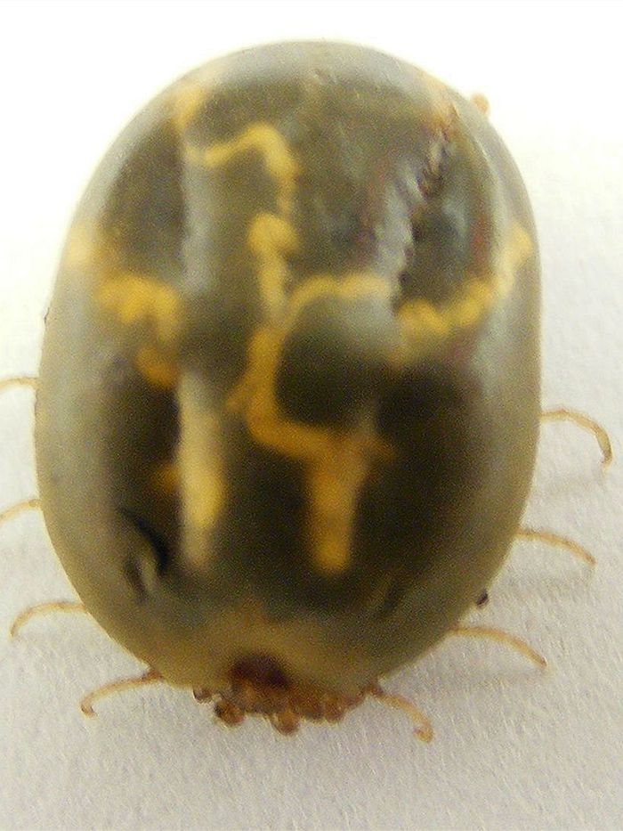 Vaccine being trialled to treat cattle tick - ABC listen