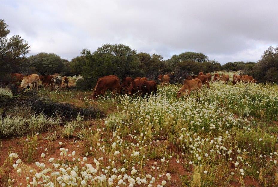 Rangelands restoration drives tough business decisions at Nallan ...