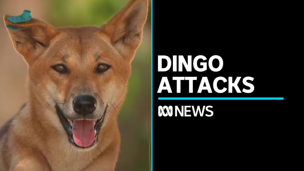 Dingo attacks in K'gari have raised serious safety concerns for ...