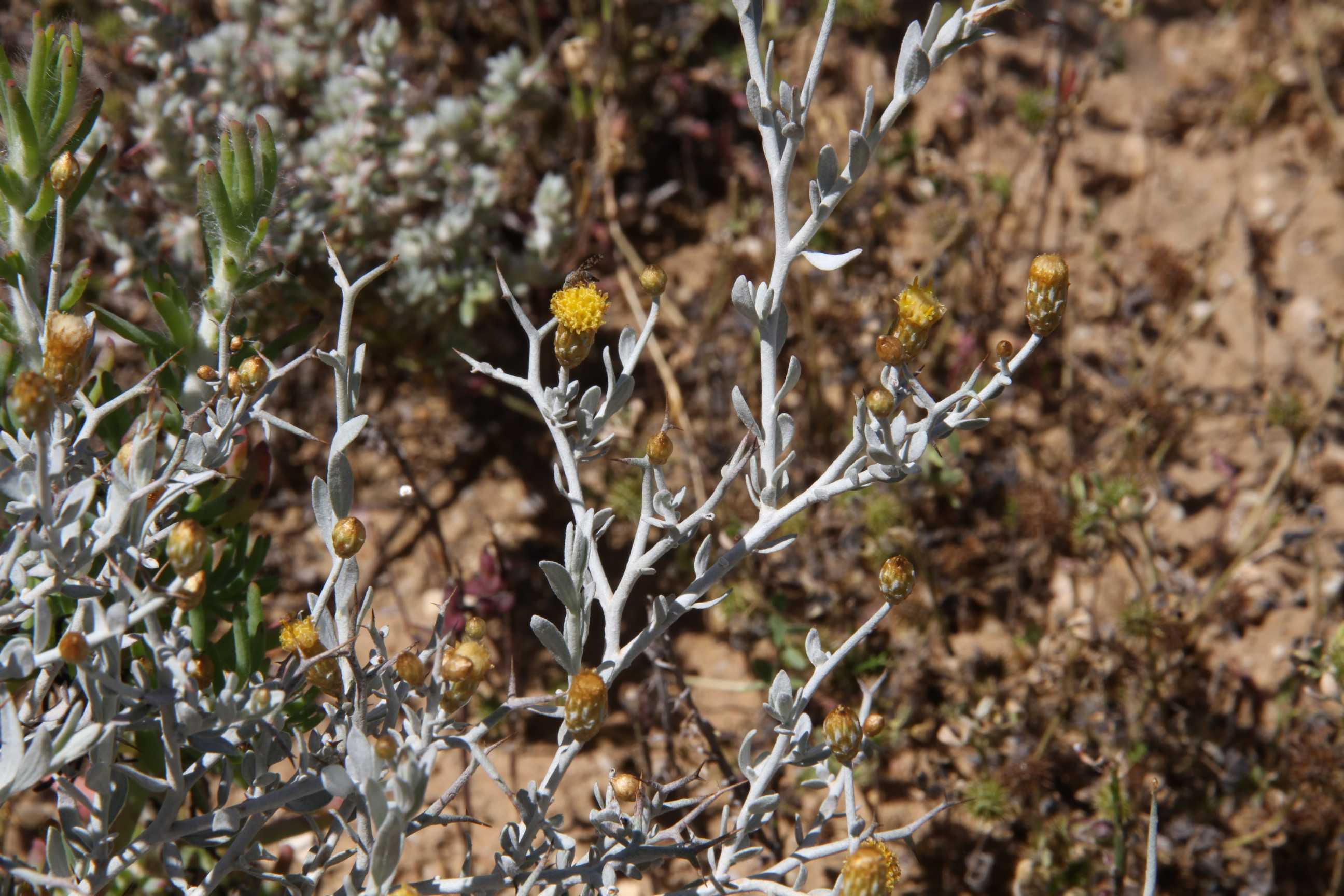 One of Australia's rarest plants, the spiny daisy, coming back from the ...