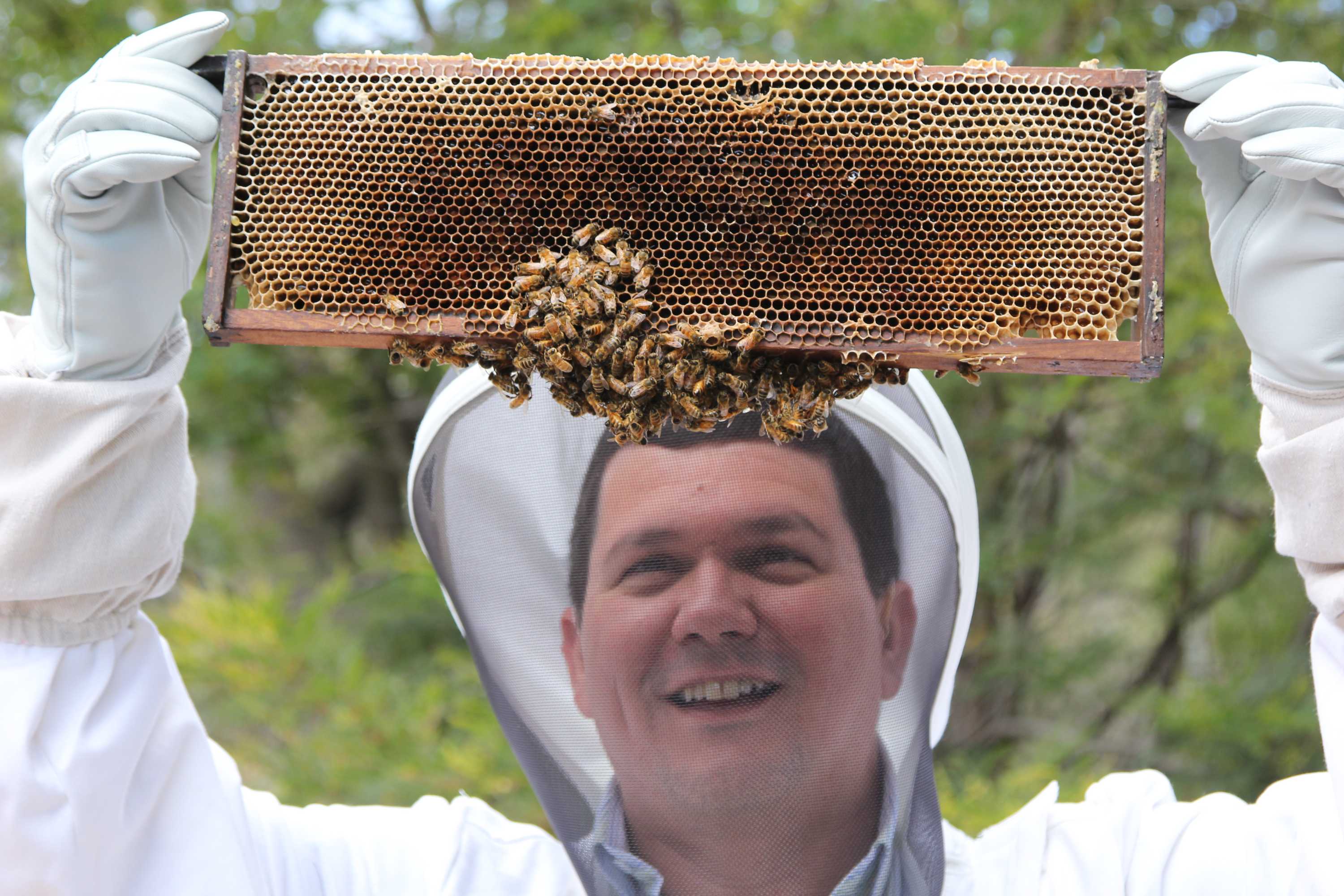 CSIRO, University of Tasmania scientists fit tiny sensors onto honey ...