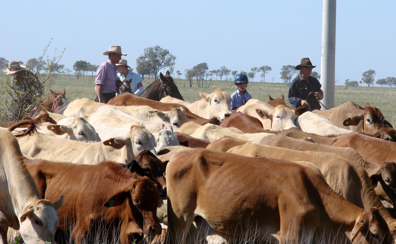 Cattle drive remembered - ABC News