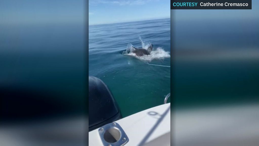 Shark at Semaphore, South Australia - ABC News