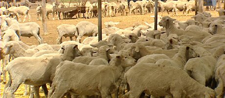 Wool producers reject PETA's mulesing plan - ABC News