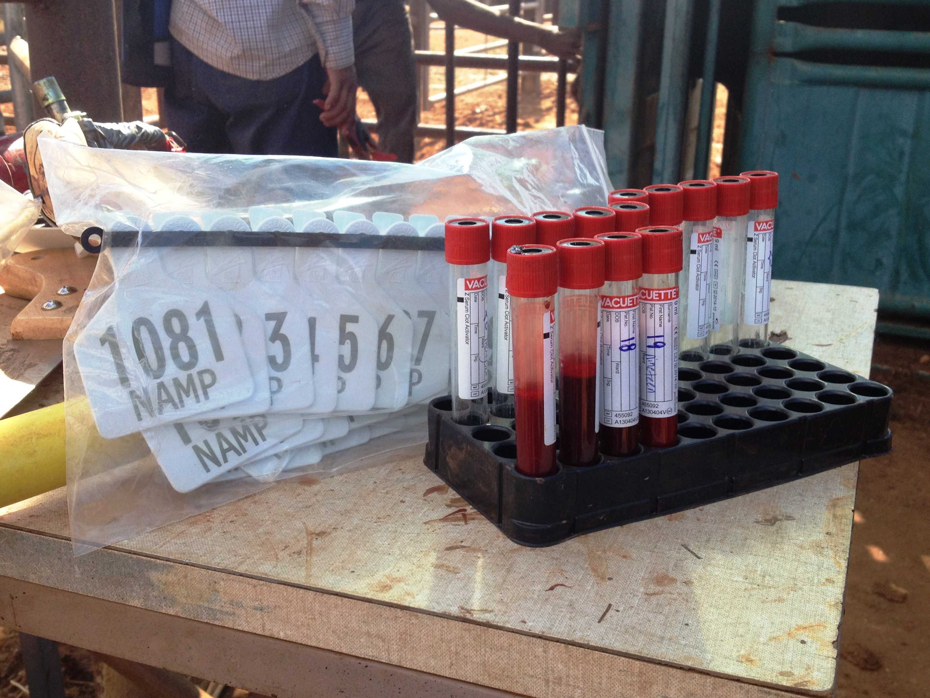 Bluetongue virus testing underway at Pilbara cattle stations - ABC News