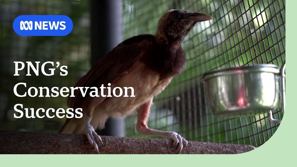 PNG conservationists successfully breed national bird in captivity ...