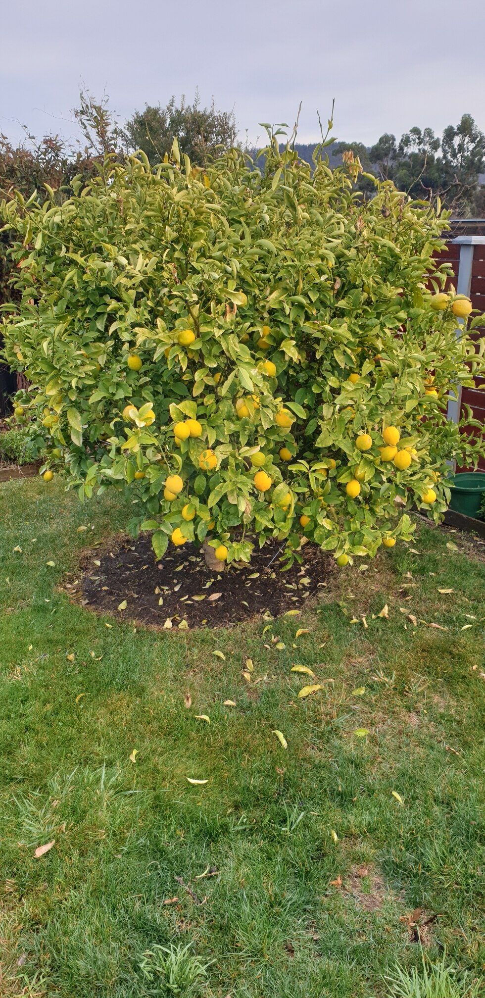 Gardening talkback: frosty lemons and fruitless passionfruit - ABC Hobart