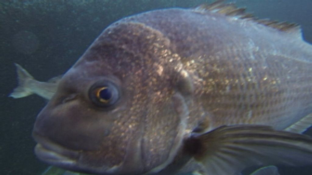 The secrets of snapper - ABC News