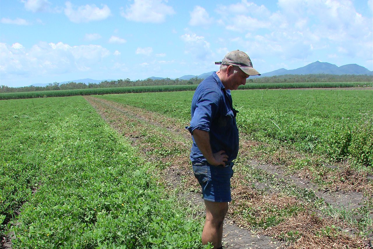 Peanuts compliment cane crop - ABC News