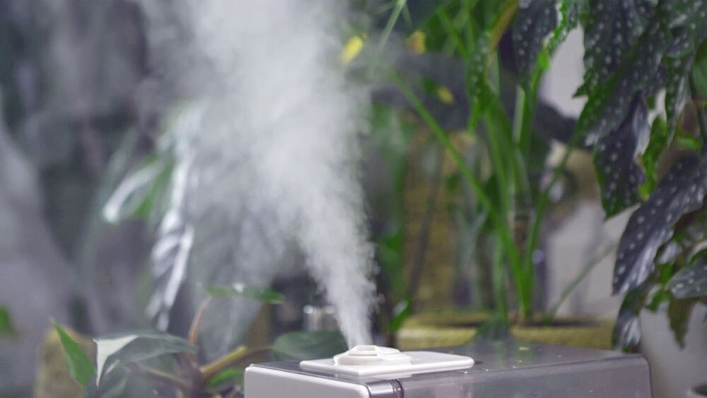 Water and Humidity - Gardening Australia