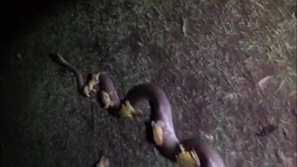 Monty the Python ferries a bunch of cane toads on his back in Kununurra - ABC News