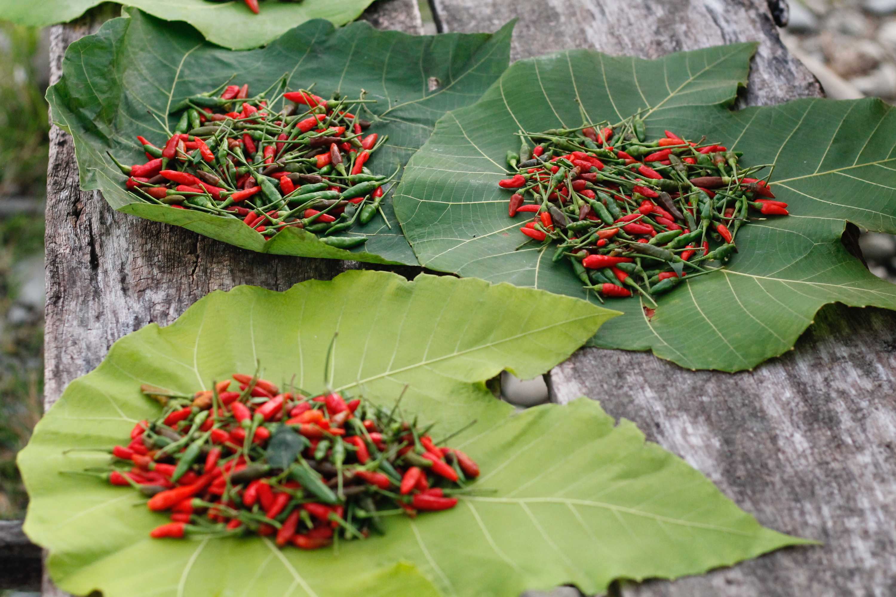 The peaceful rebels of Poso - ABC listen