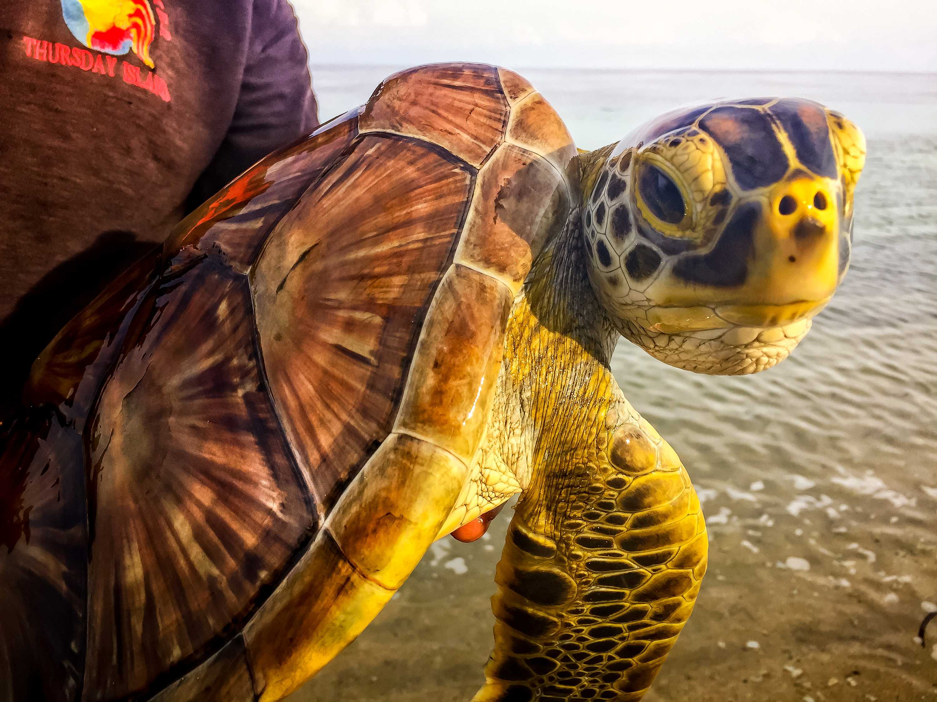 New York Times reporter makes ABC documentary on race in Australia ...