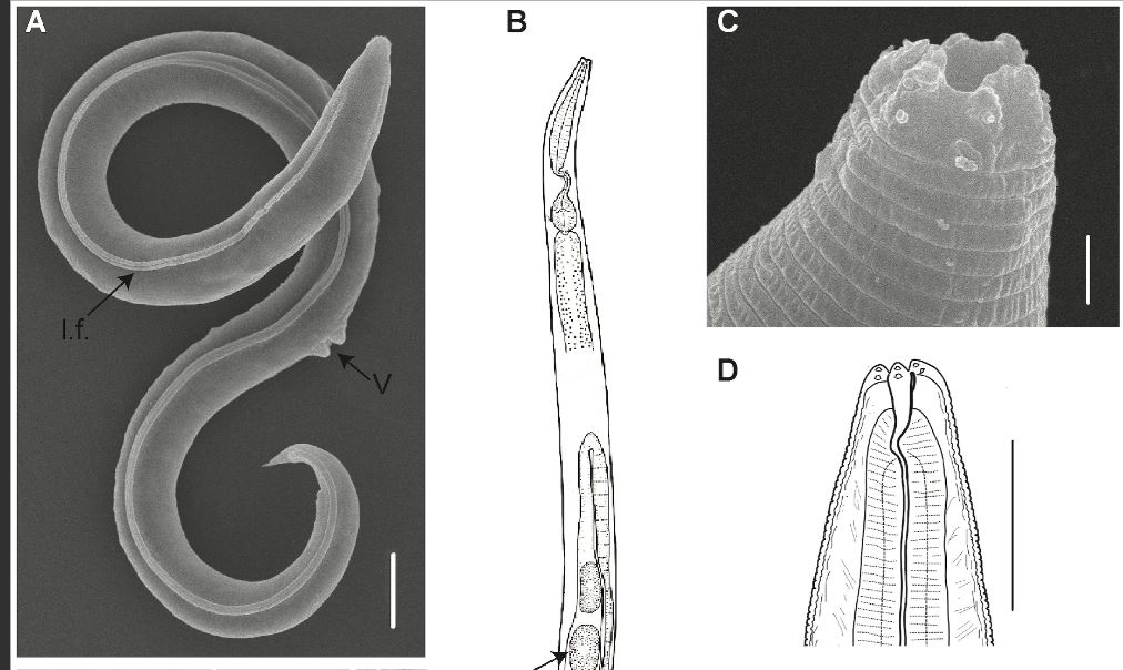 Scientists discover 1,700 new species of ancient viruses in rapidly ...