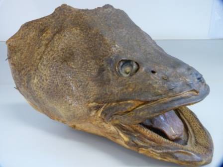 Murray cod research sends scientists on pub crawl for trophy fish - ABC ...