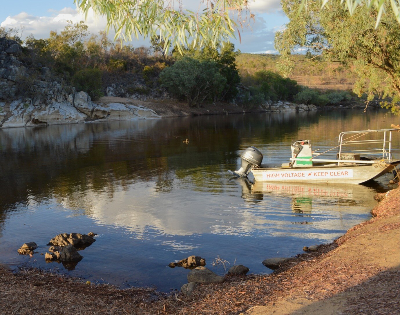 Invasive fish tilapia found in upper Mitchell River, north Queensland ...