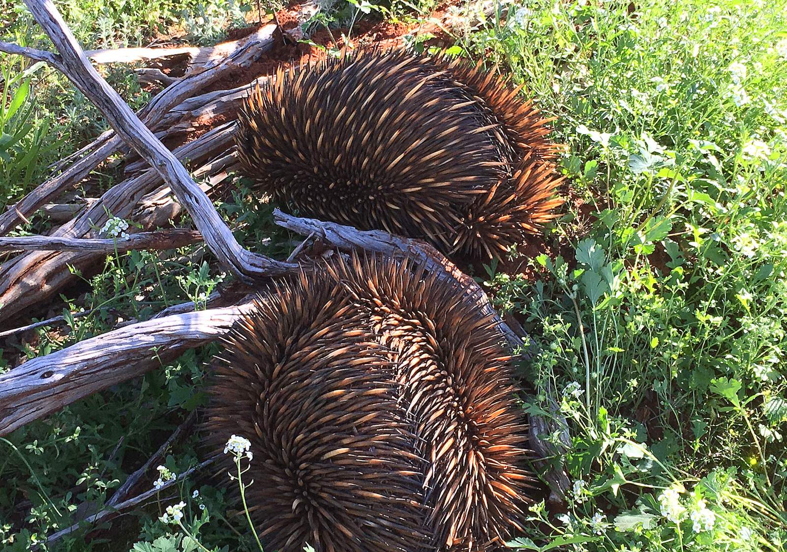 Echidna trains trundle through the bush as part of mating season - ABC News