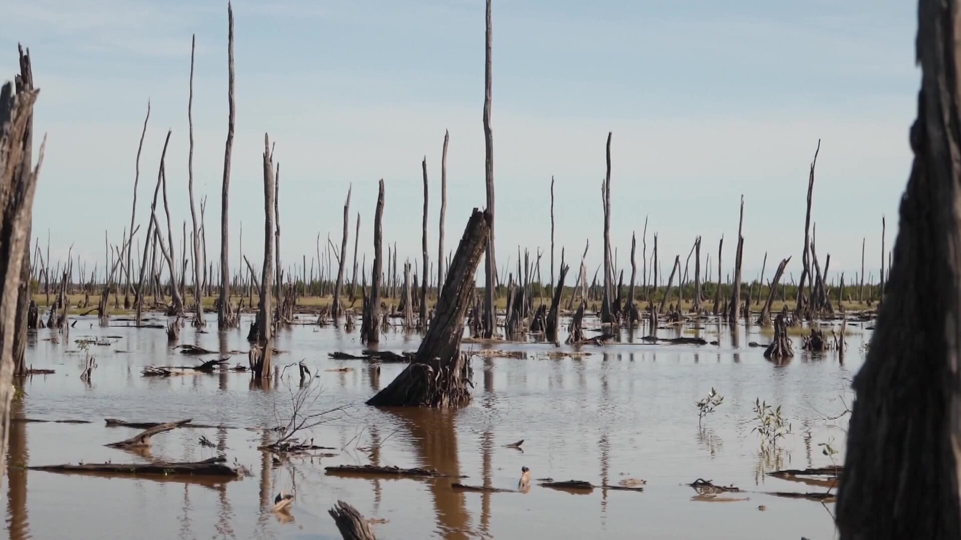 Dead trees in Tommy Cutt creek - ABC News