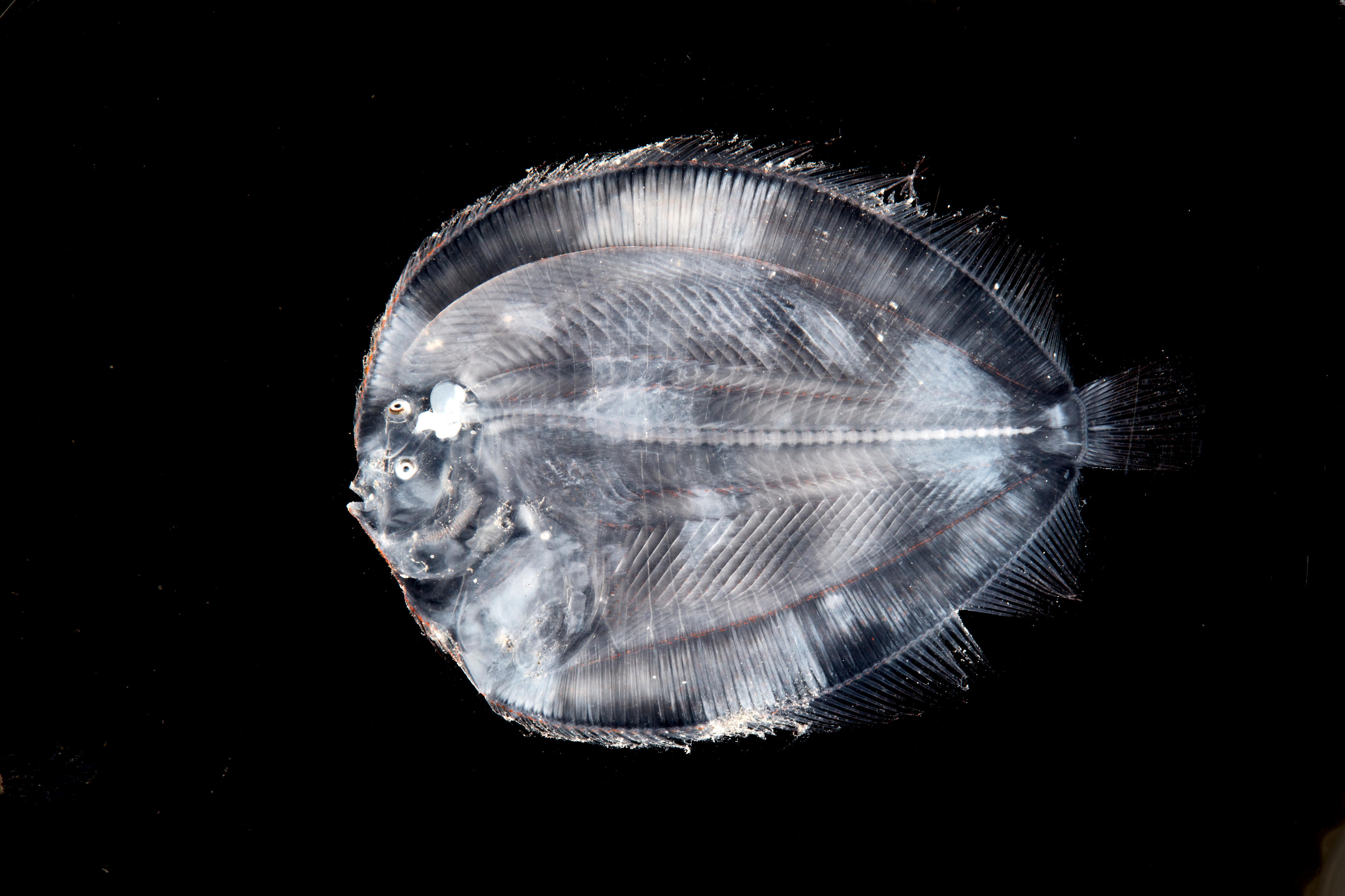 CSIRO biodiversity and sea-floor mapping mission finds weird, wonderful ...