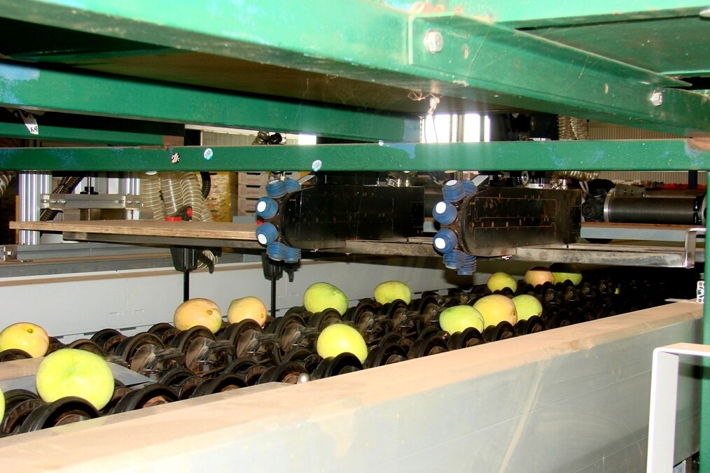 Fewer workers needed in mango packing sheds with automatic grading ...