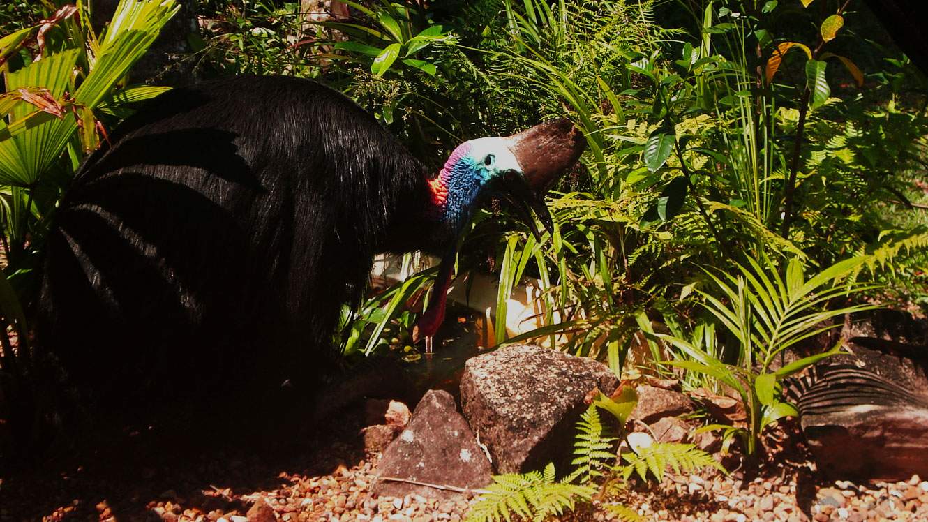 'Cassowary lady' rebuilds her life after dog attack - ABC News