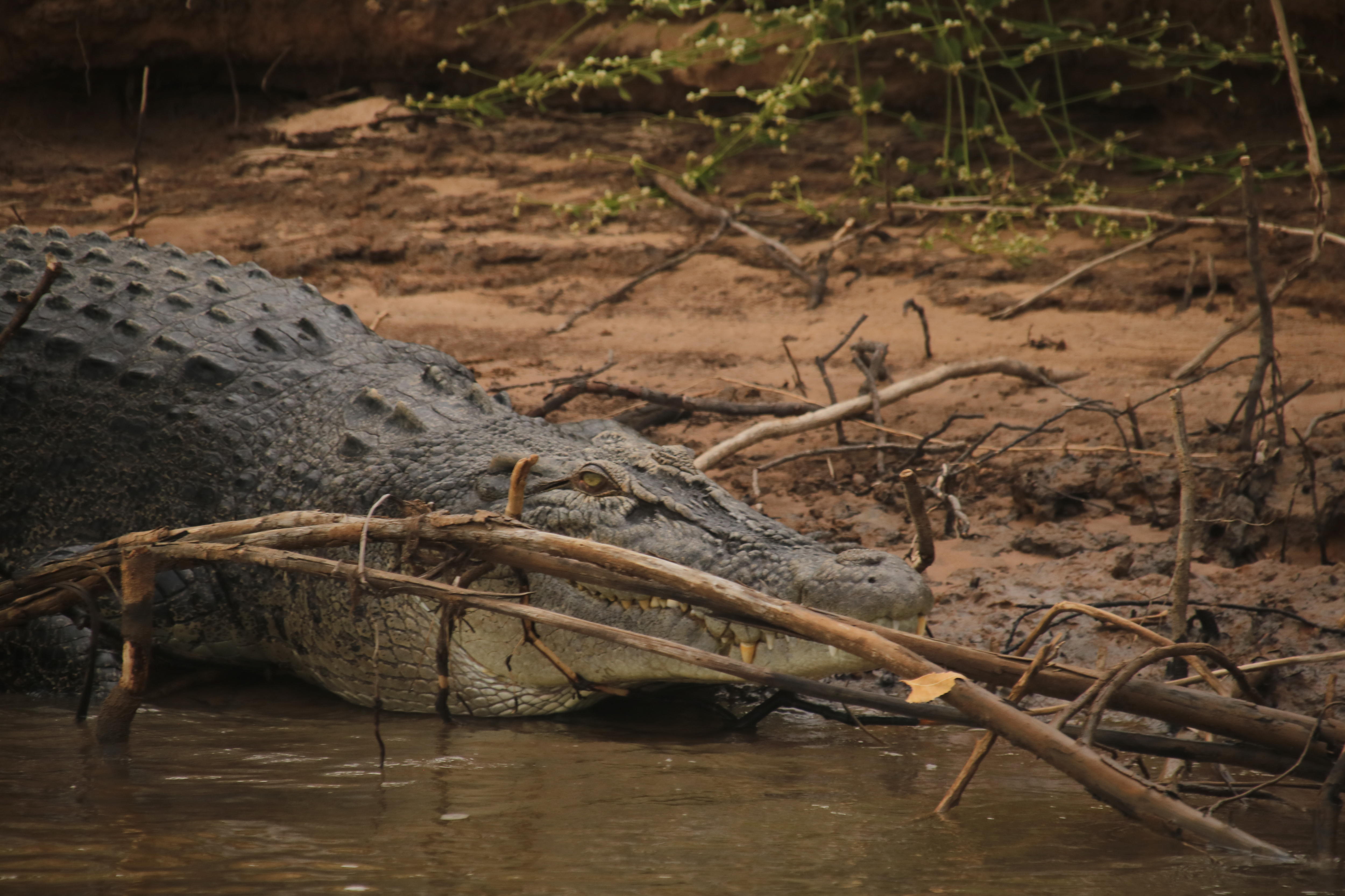 Crocodile attacks on the rise in Solomon Islands - ABC Pacific