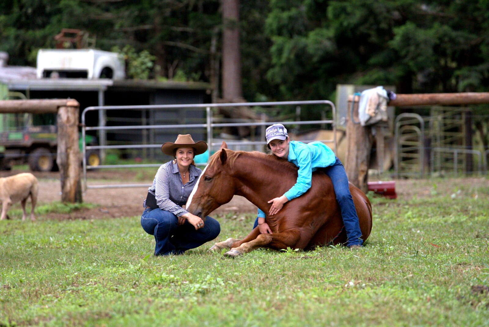 Rehoming wild horses won't solve the brumby problem, but it transforms ...