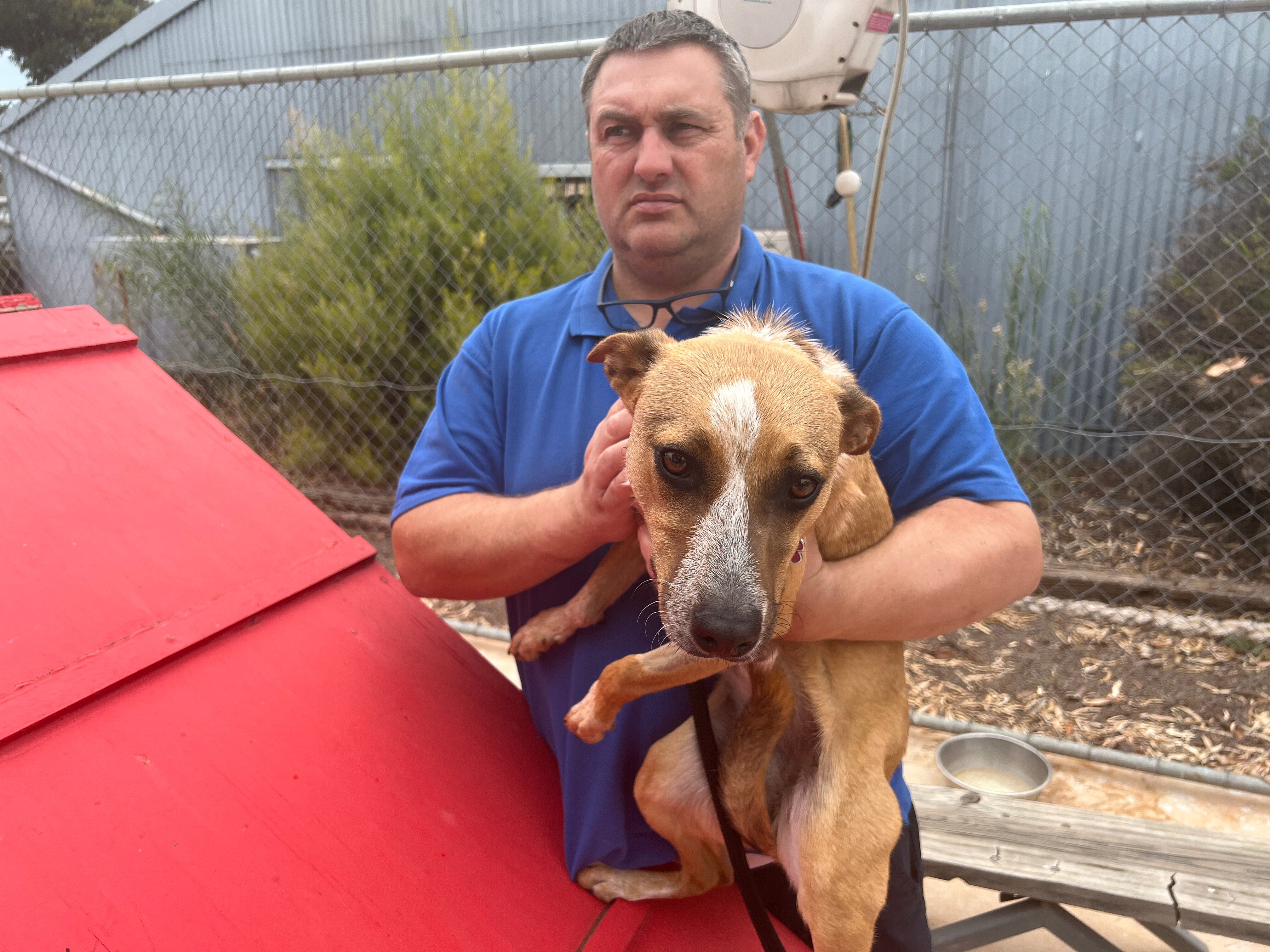 Rental stress leads to spike in pet surrenders in Whyalla, according to ...