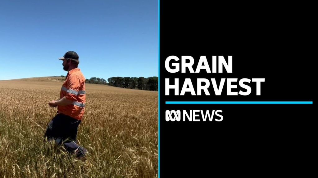 South Australian farmers hold out high hopes of big harvest - ABC News