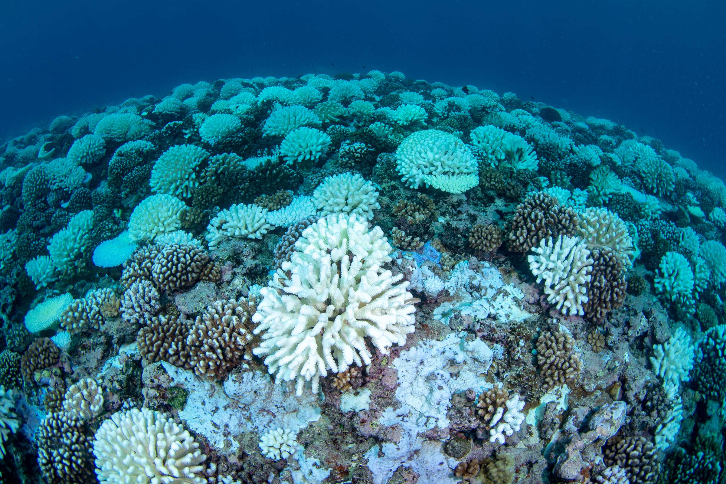 Coral bleaching event underway in French Polynesia despite no El Nino ...