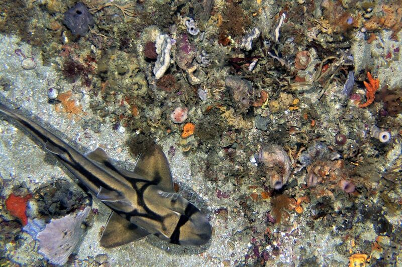 Bass Strait marine reserve home to unexpected numbers of Port Jackson ...