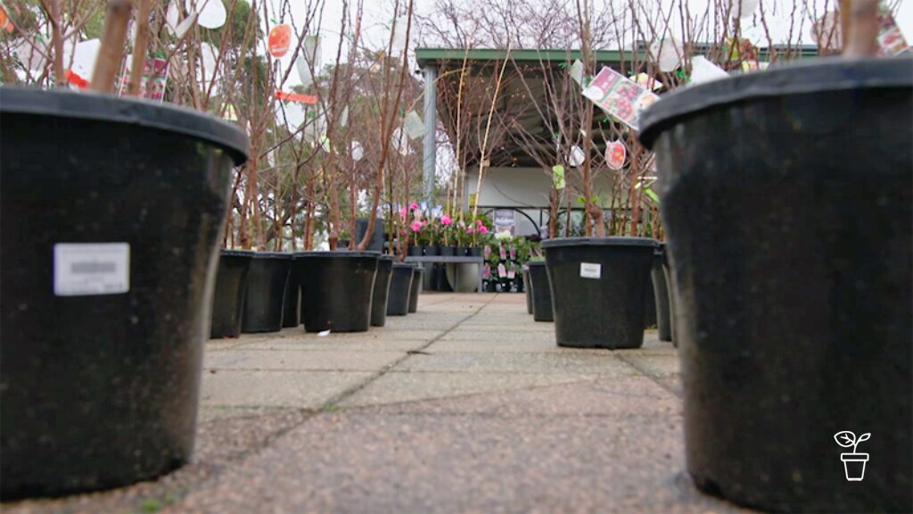 Perpetual Pots - Gardening Australia