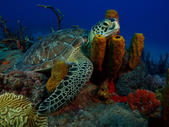 Barack Obama to announce world's largest marine sanctuary in Pacific ...