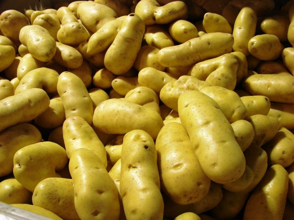 WA potato growers disappointed with deregulation handling - ABC News