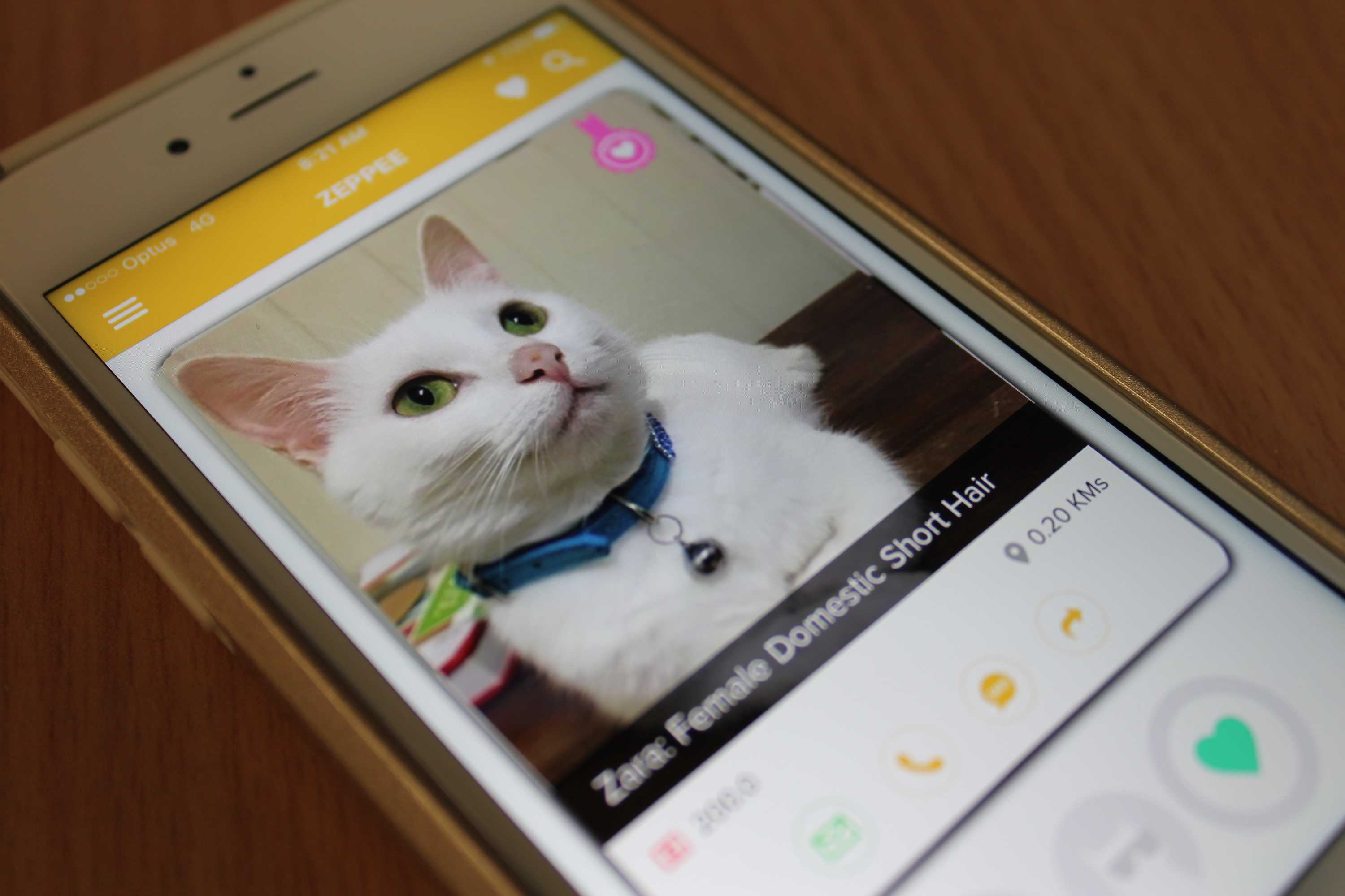 New Aussie start-up is a swipe in the right direction for homeless pets ...